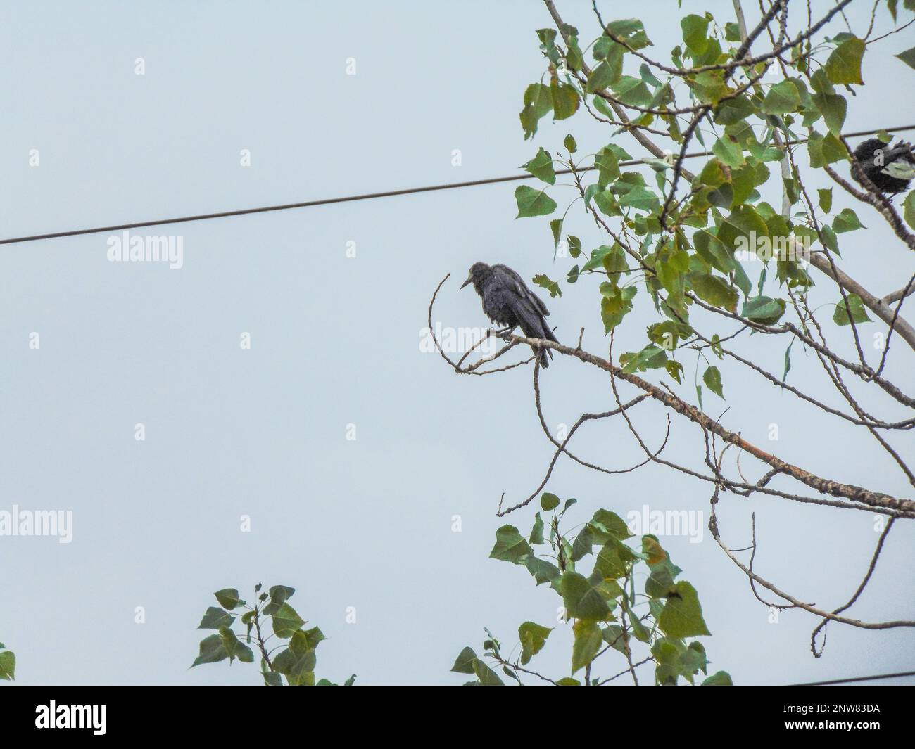 Crow on a tree branch in Romania Stock Photo - Alamy
