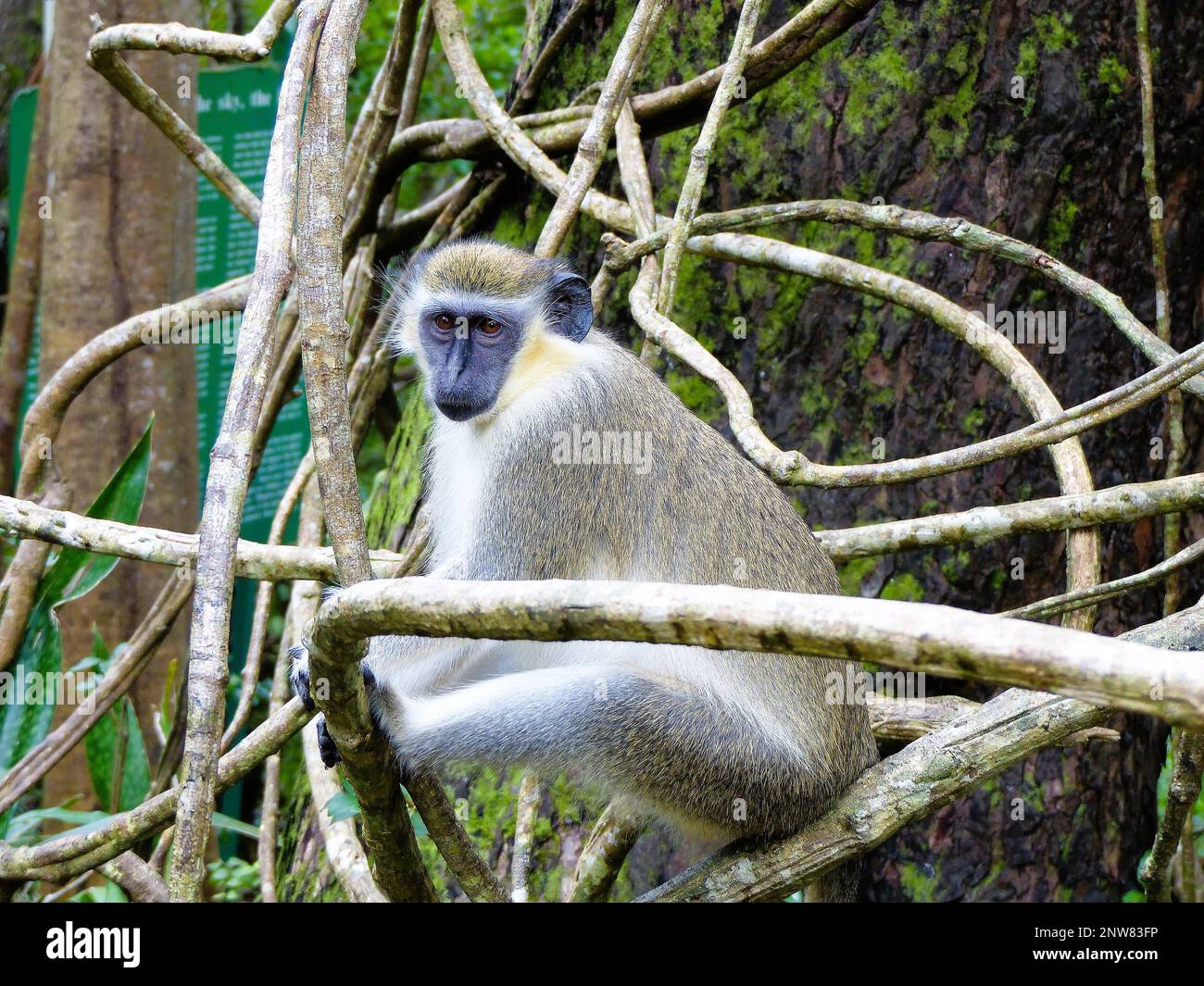 Therapeutic animals hi-res stock photography and images - Alamy