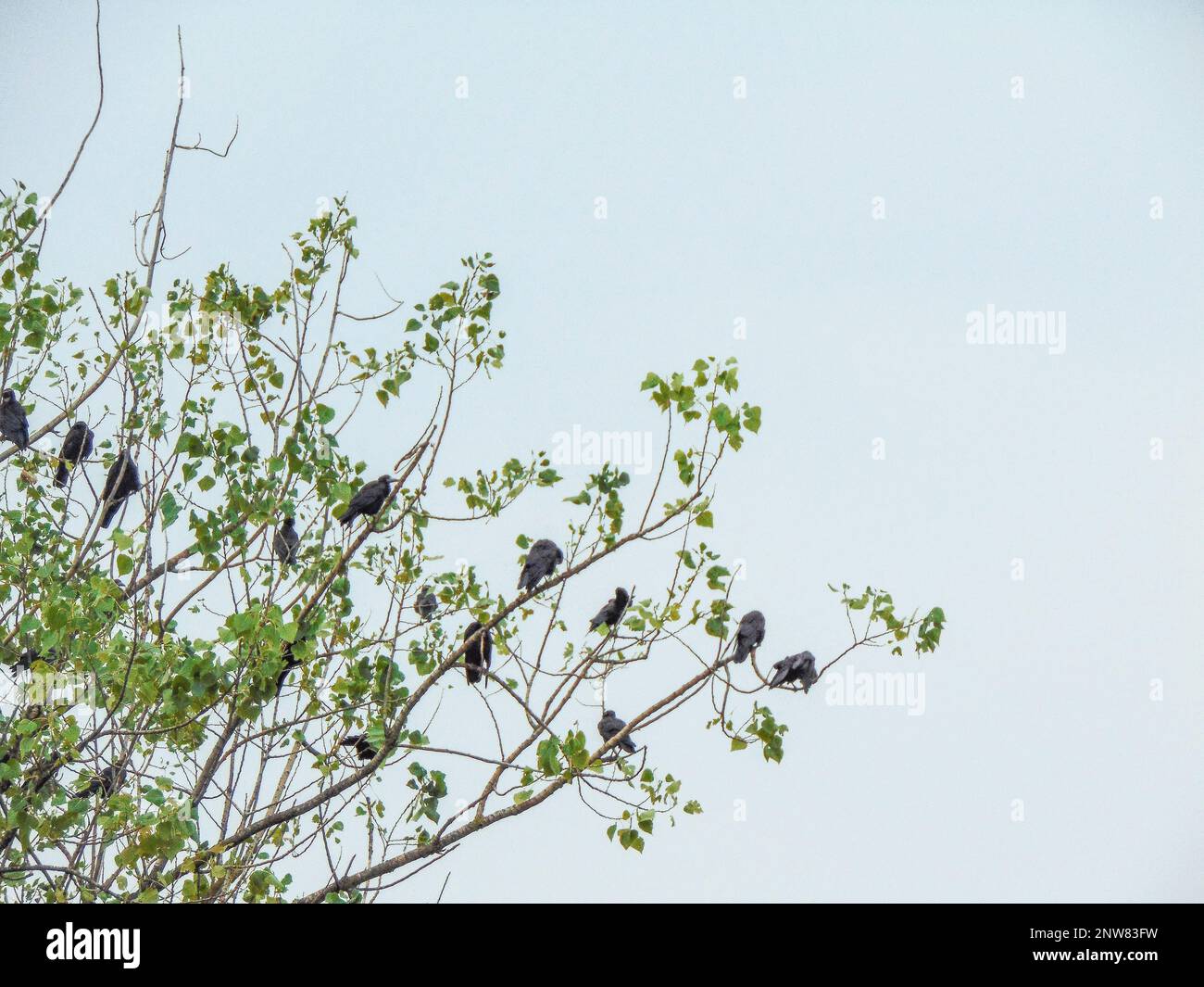 Crows in a tree in Romania Stock Photo - Alamy