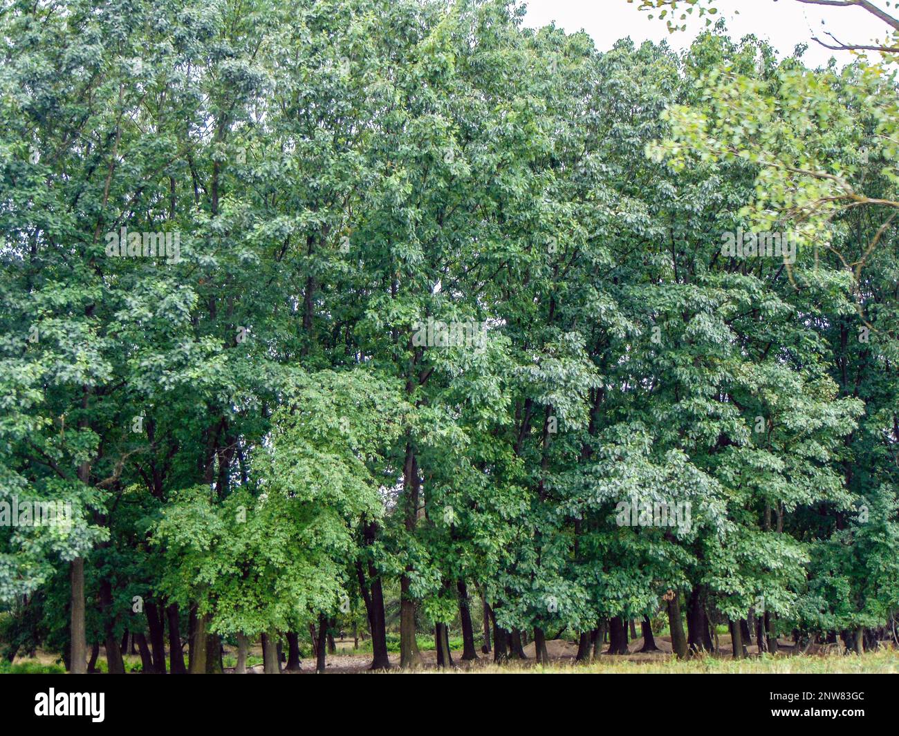 Oak trees in Romania. Big trees Stock Photo - Alamy