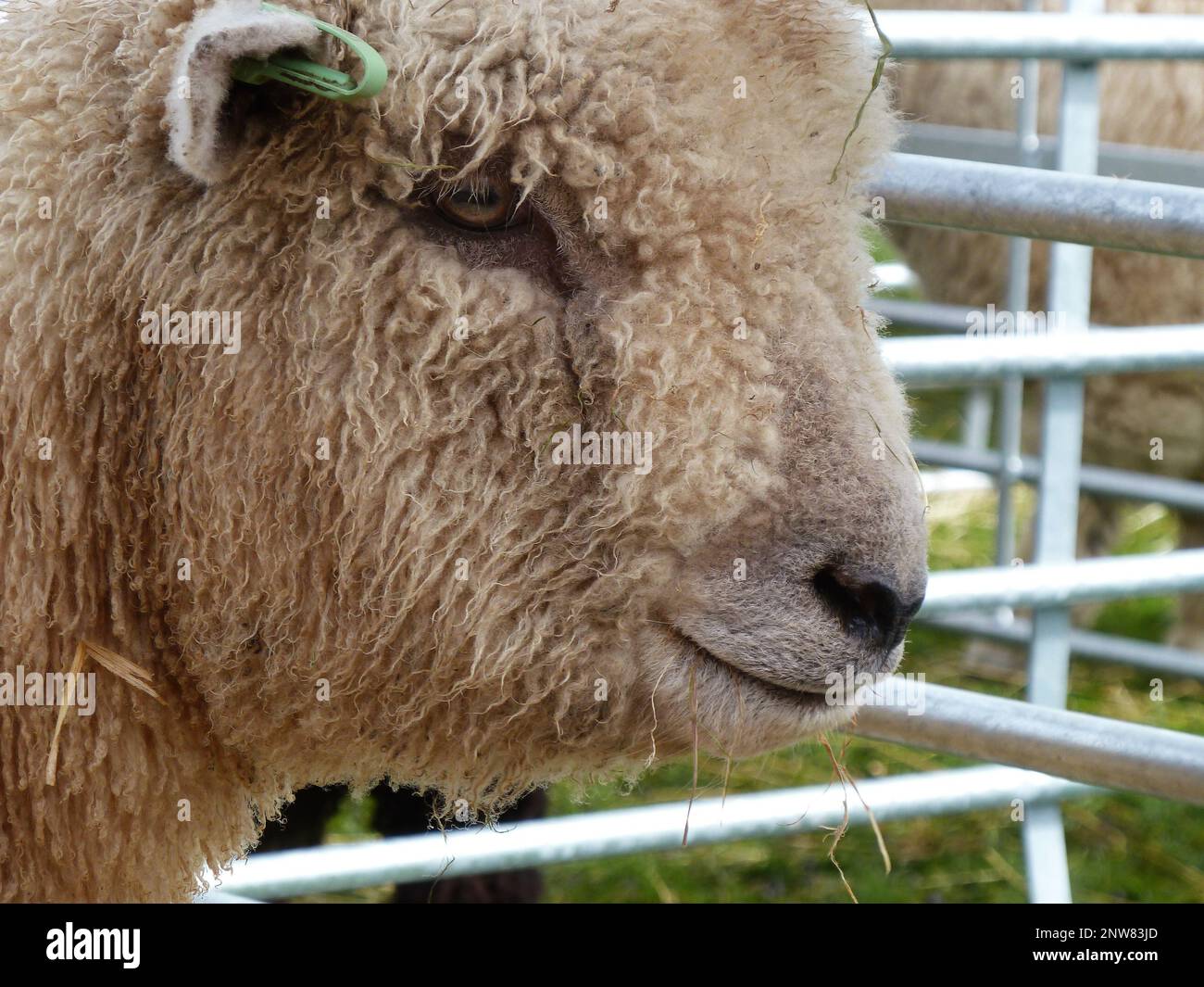 Amazing animals hi-res stock photography and images - Alamy