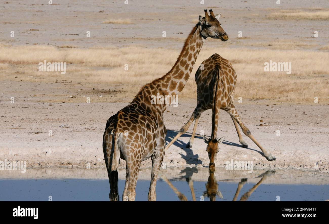 African giraffe, amazing animals Stock Photo - Alamy