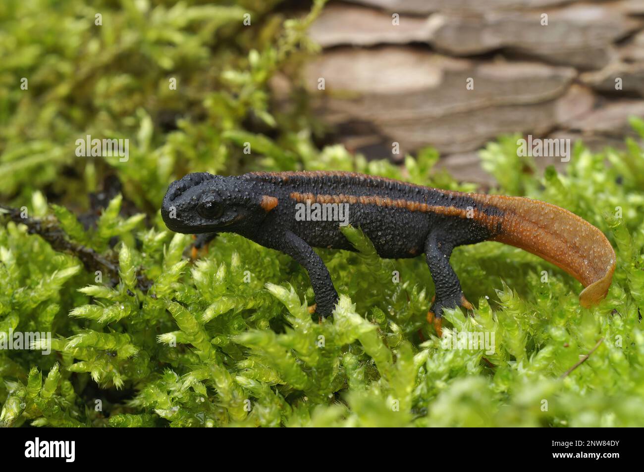 Colorful closeup on a captive bred juvenile of the endangered Asian Red ...