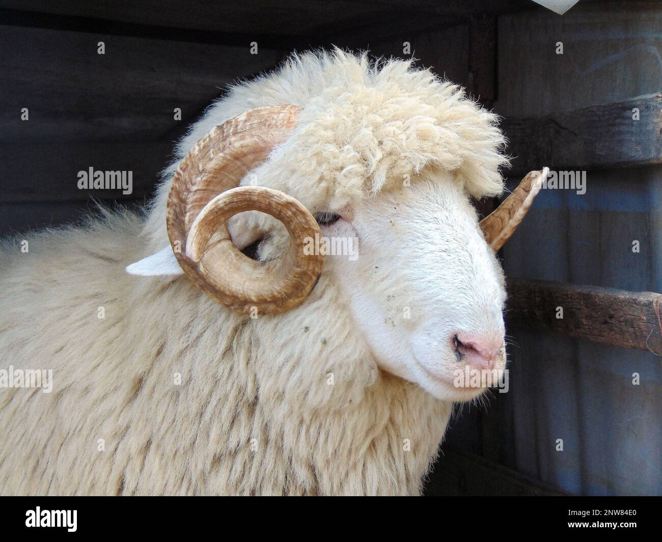 Ram in Romania. Ram portrait Stock Photo - Alamy