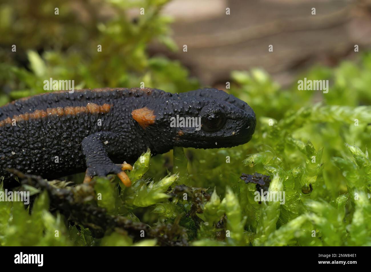 Colorful closeup on a captive bred juvenile of the endangered Asian Red ...