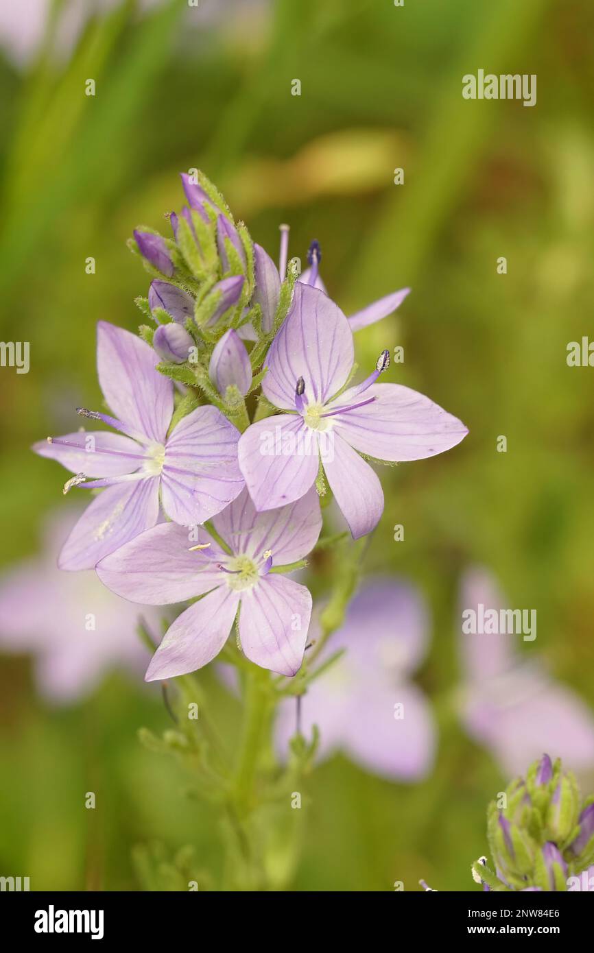 Natural closeup on a light blue Mediterranean limestone speedwell ...