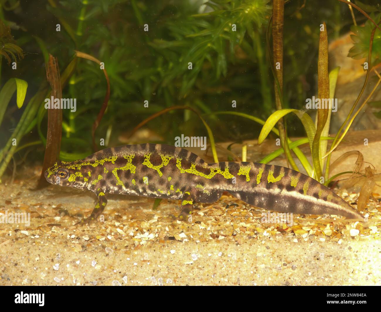 Aquatic closeup on an impressive crested French male Marbled newt ...