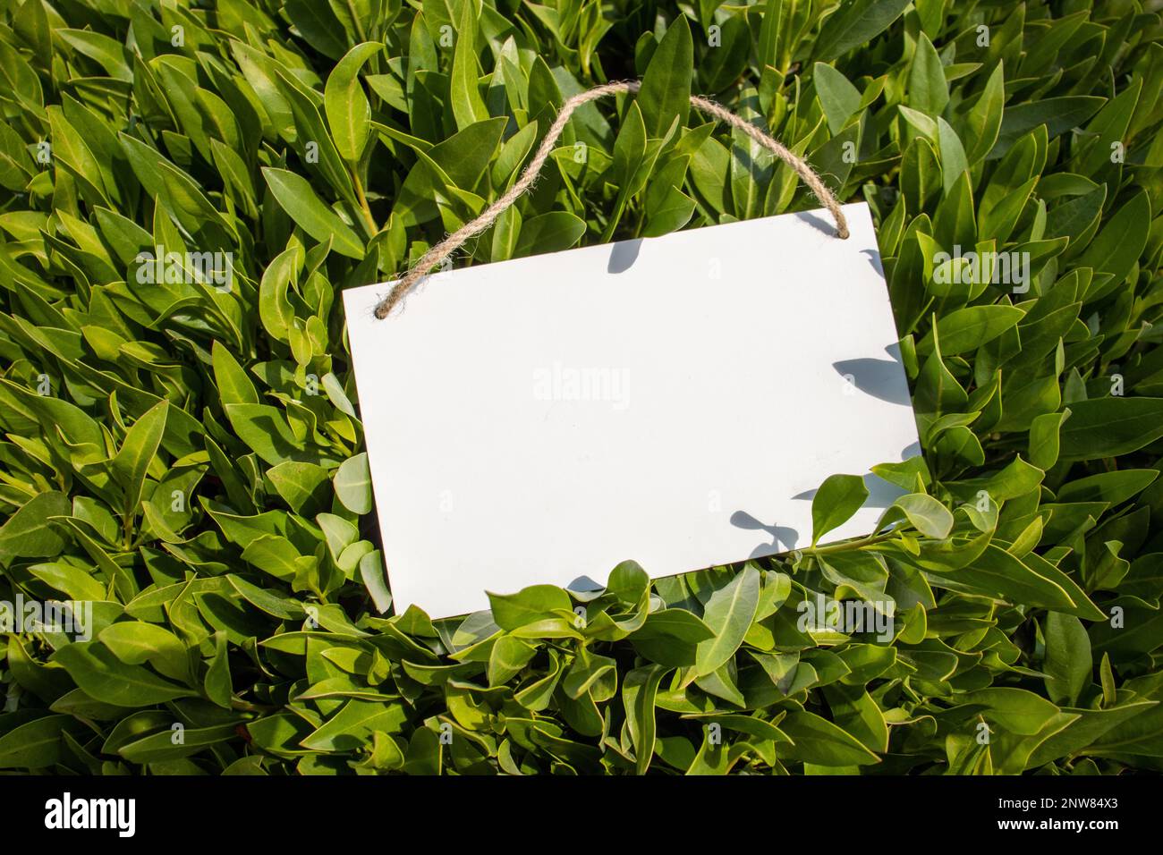 green leaf background with white hanging picture sign with empty free ...