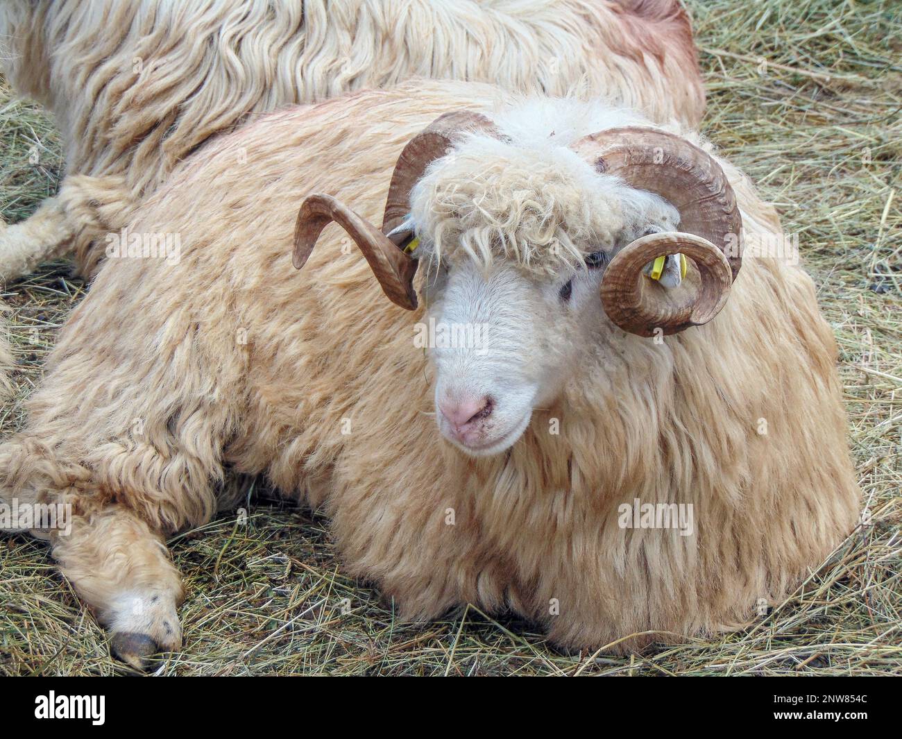 Ram in Romania. Ram portrait Stock Photo - Alamy