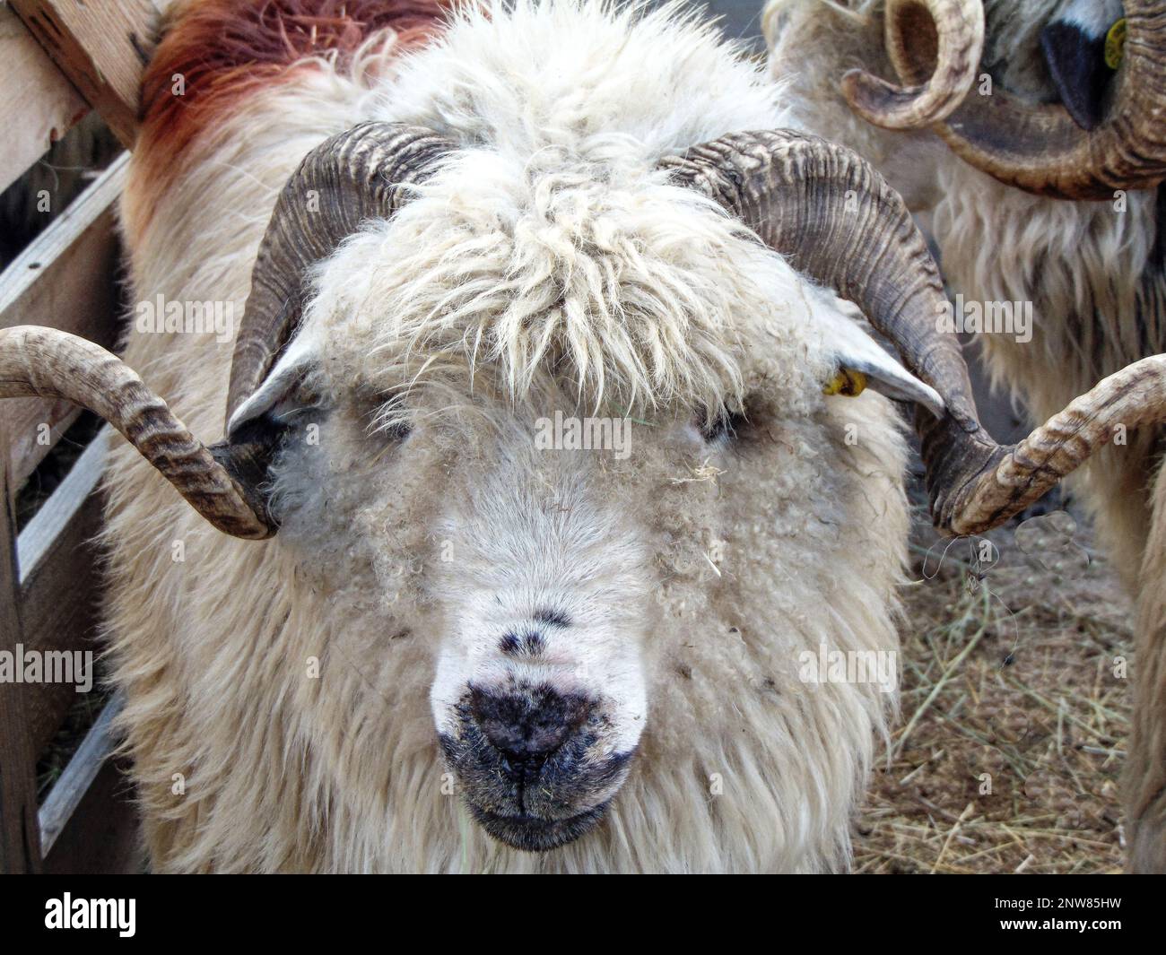Ram in Romania. Ram portrait Stock Photo - Alamy