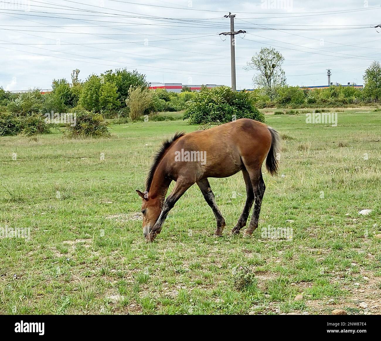 a little colt is grazing grass Stock Photo - Alamy