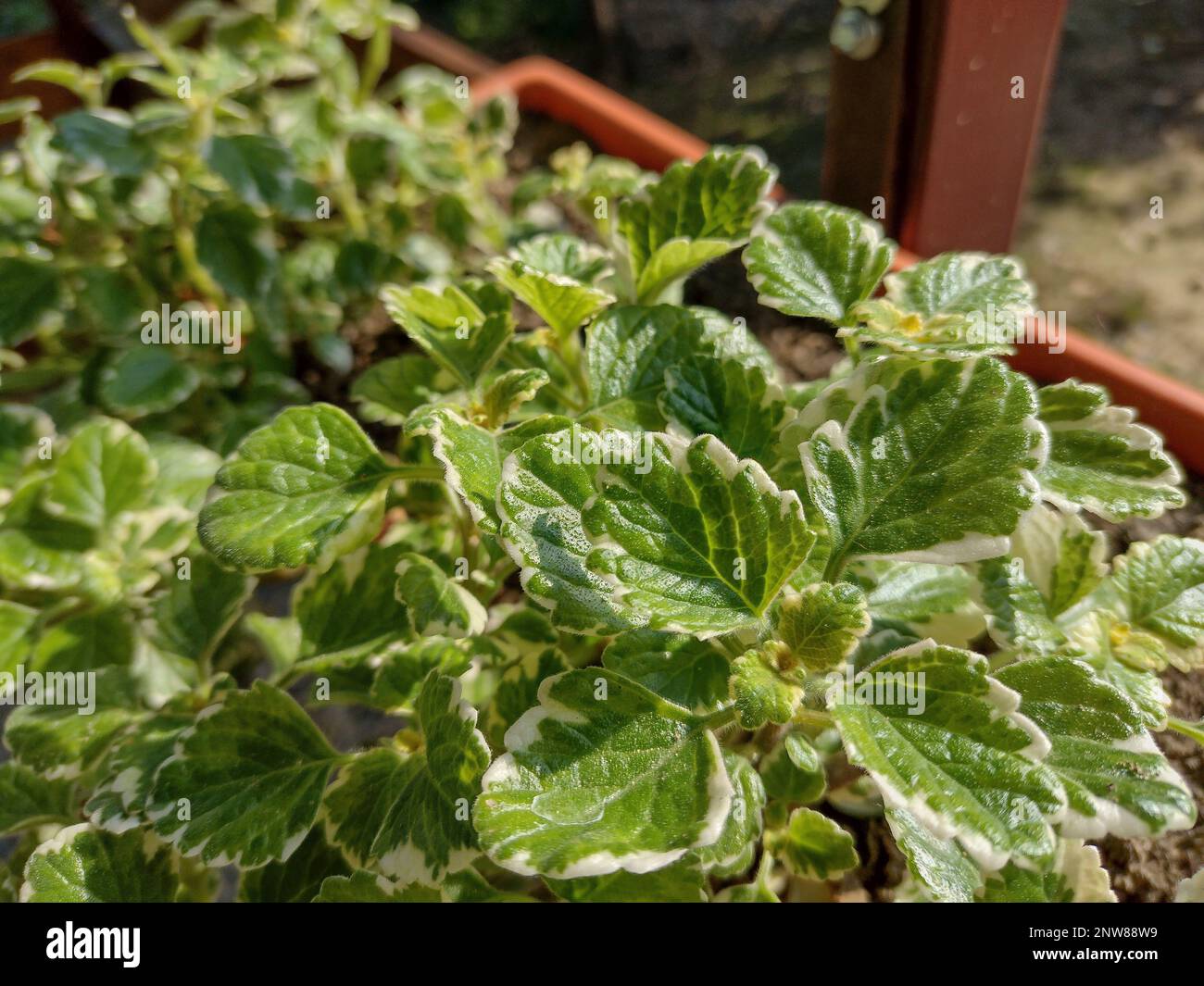 Plectranthus glabratus plant closeup. mosquito plant Stock Photo - Alamy