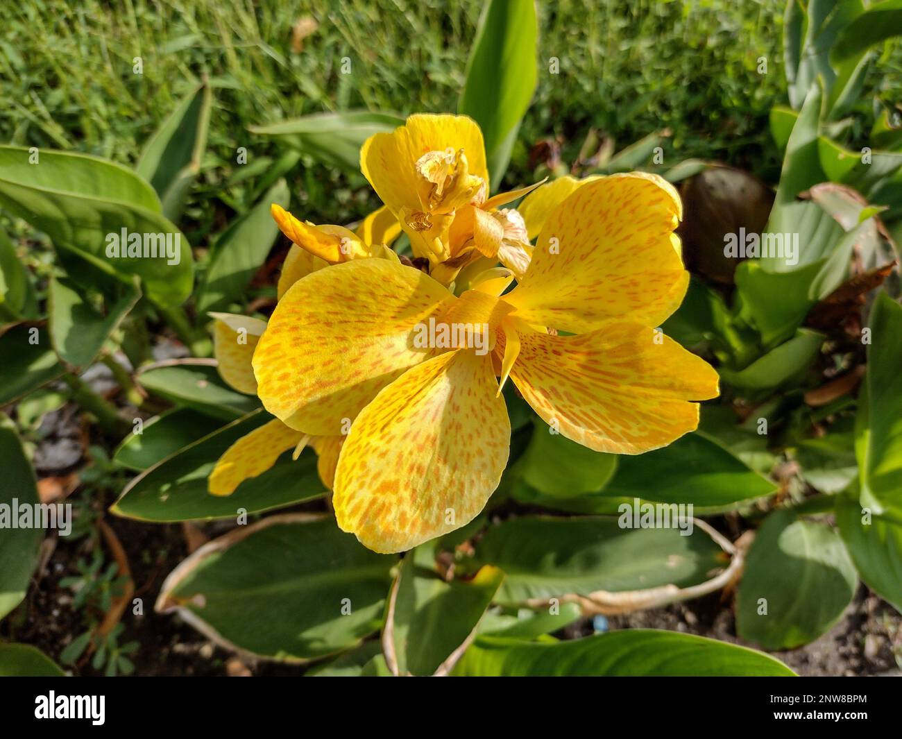 Yellow canna lily hi-res stock photography and images - Alamy