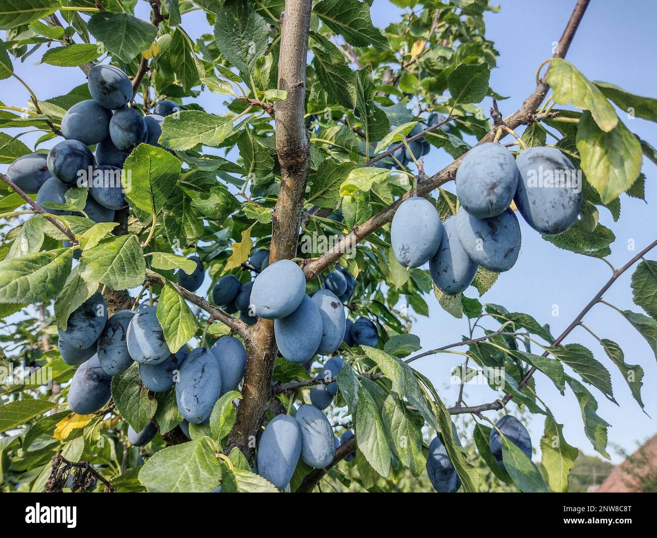 Ripe plums in the tree in summer. Fresh plums. Plums in Romania Stock ...