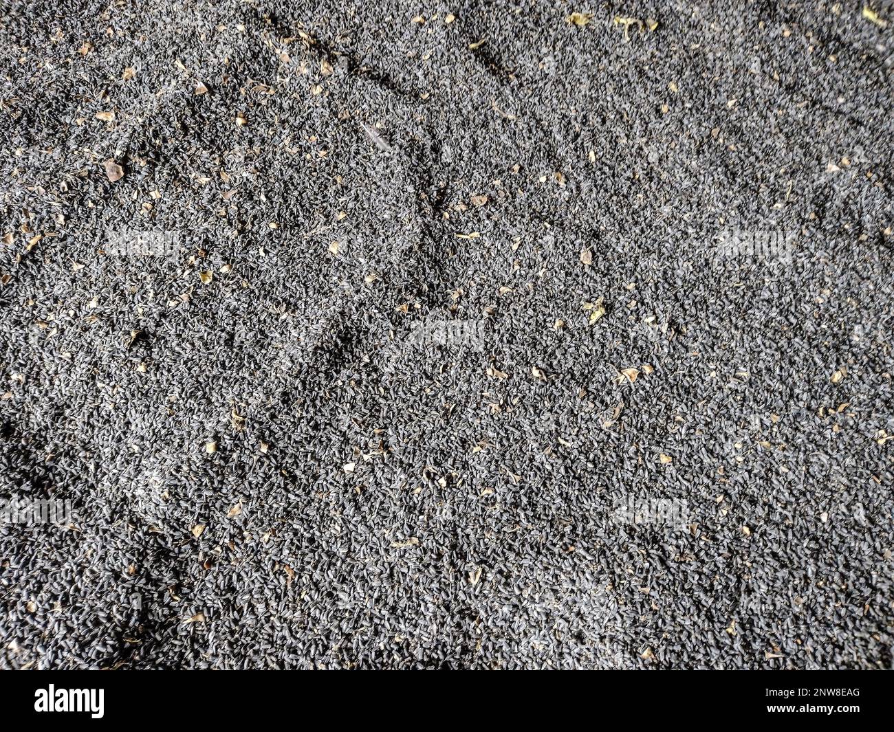Fresh sunflower seeds in Romania Stock Photo - Alamy