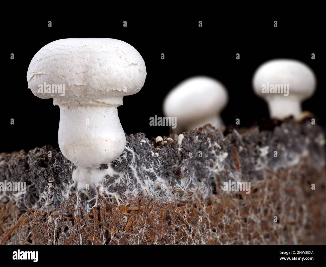 white mushroom, agaricus bisporus or champignon, with mycelium in soil ...