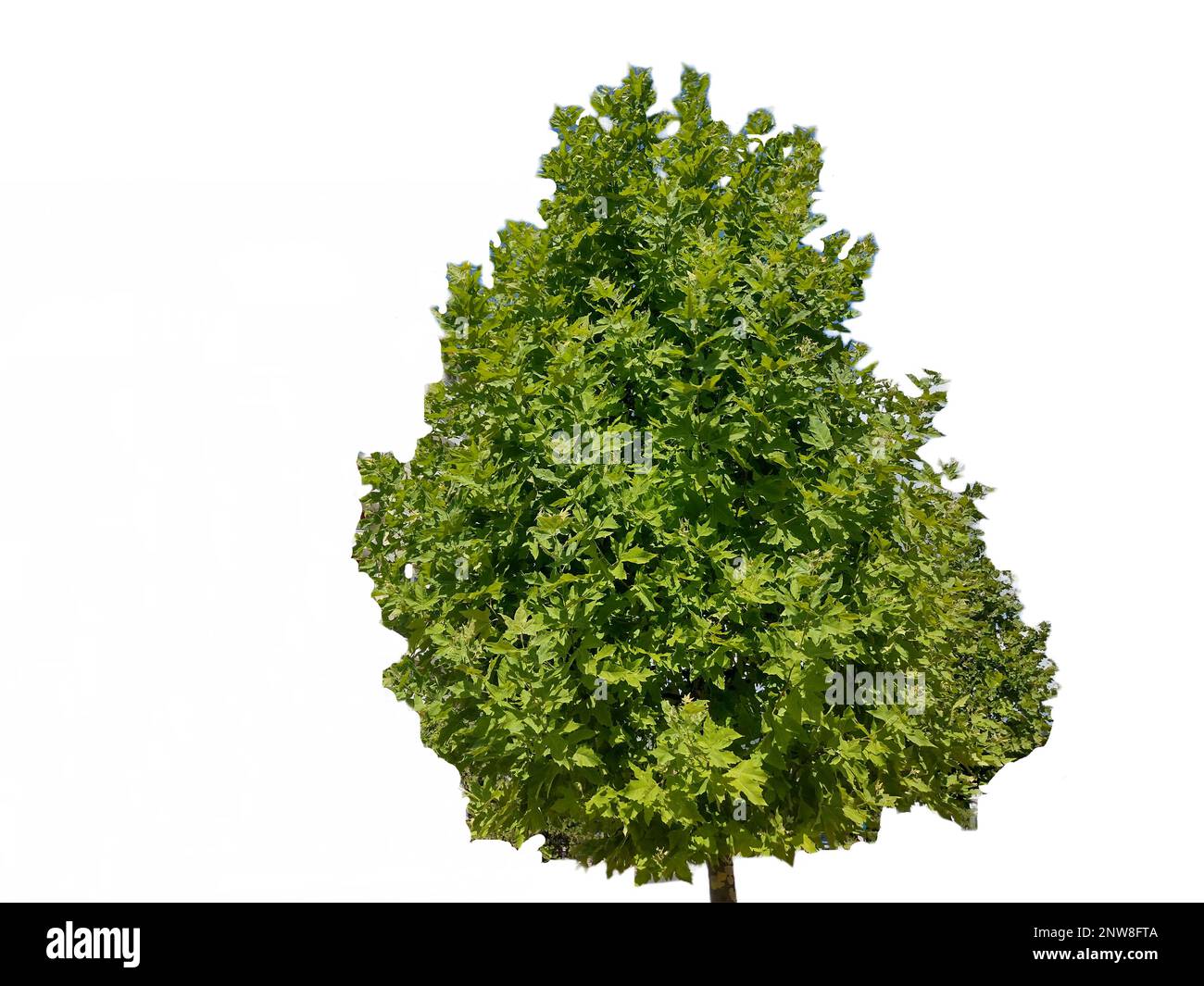 Plane tree isolated on white background. Platanus Stock Photo - Alamy