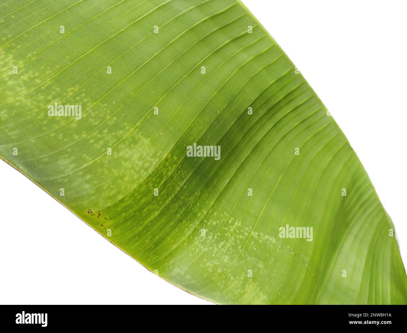 Little Japanese banana tree. Banana leaves. Musa tree Stock Photo - Alamy