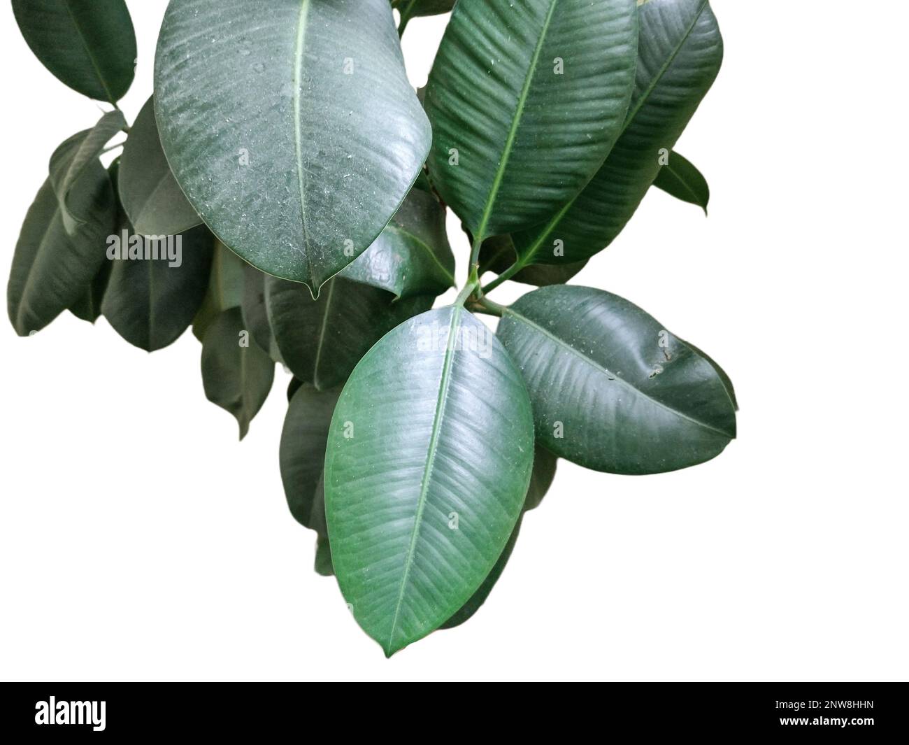 Rubberplant (Ficus elastica) isolated on white background Stock Photo ...
