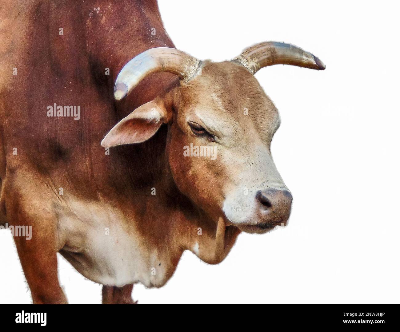 Zebu cow isolated on white background Stock Photo - Alamy