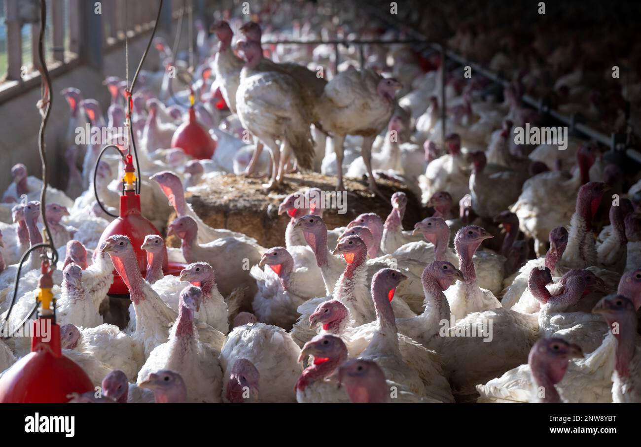 Dasing, Germany. 28th Feb, 2023. Fourteen-week-old turkeys stand in a ...