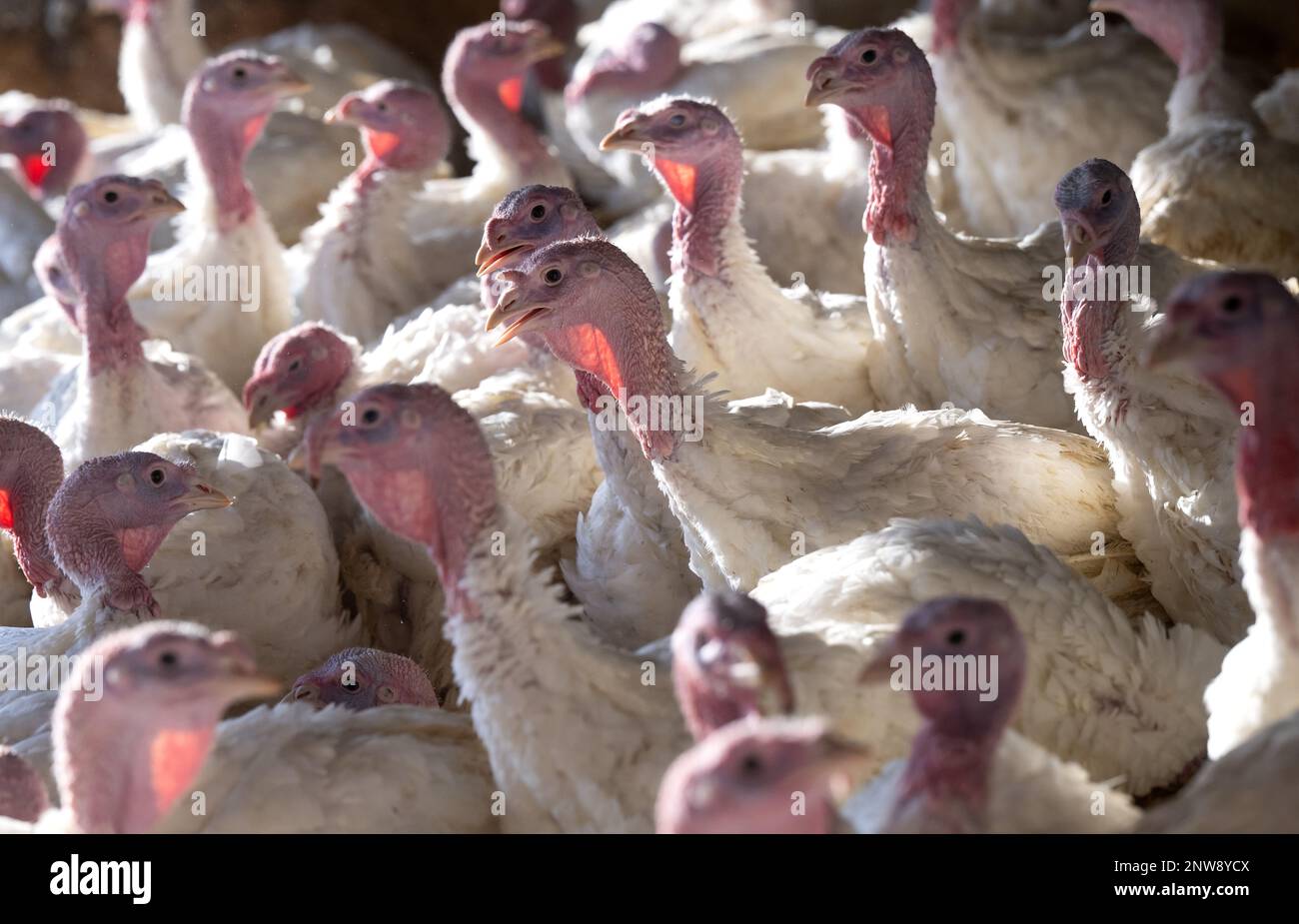 Dasing, Germany. 28th Feb, 2023. Fourteen-week-old turkeys stand in a ...