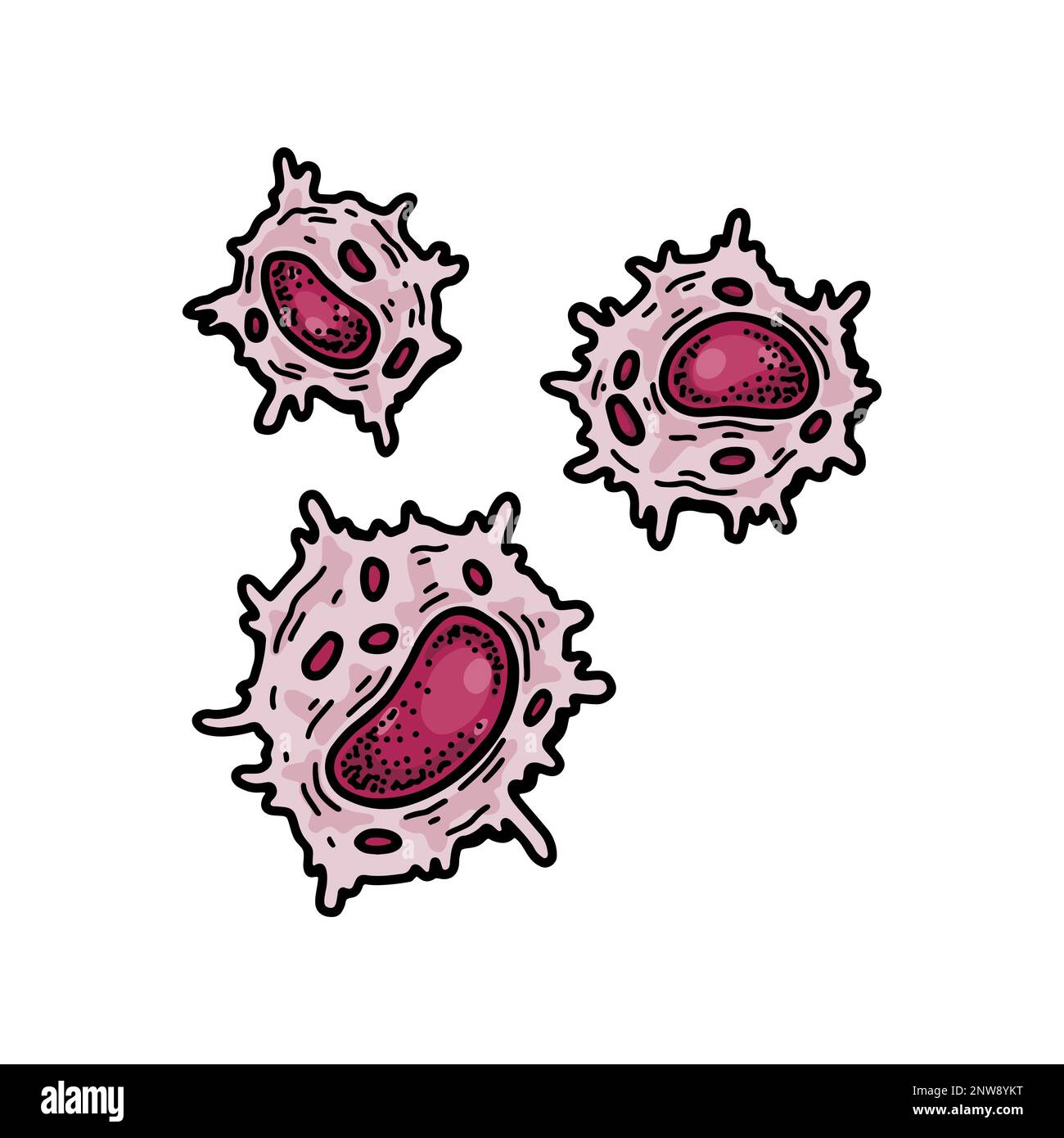 Natural killer cell isolated on white background. Hand drawn scientific ...