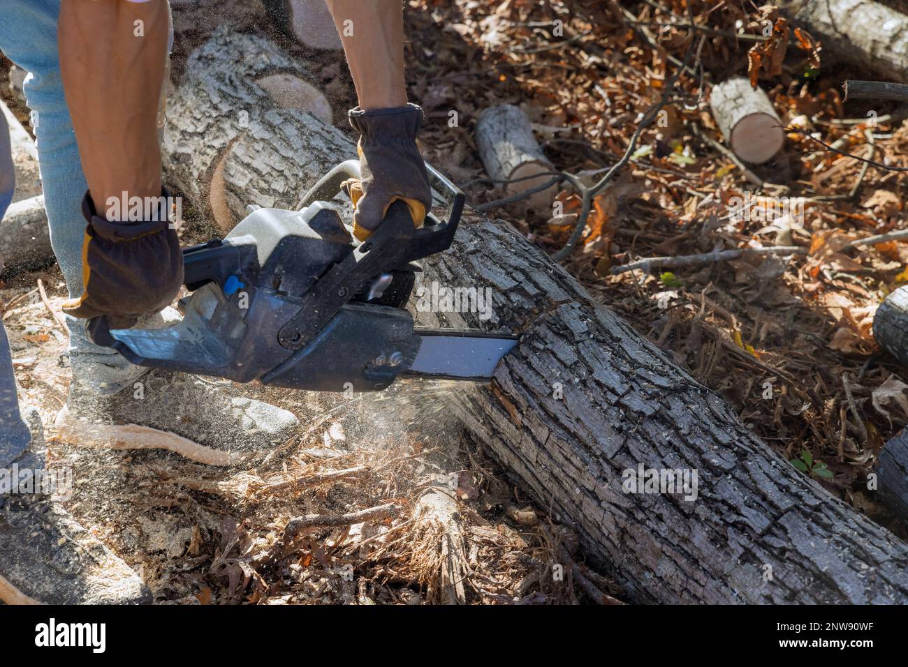 Lumberjack using chainsaw cut fallen hi-res stock photography and ...