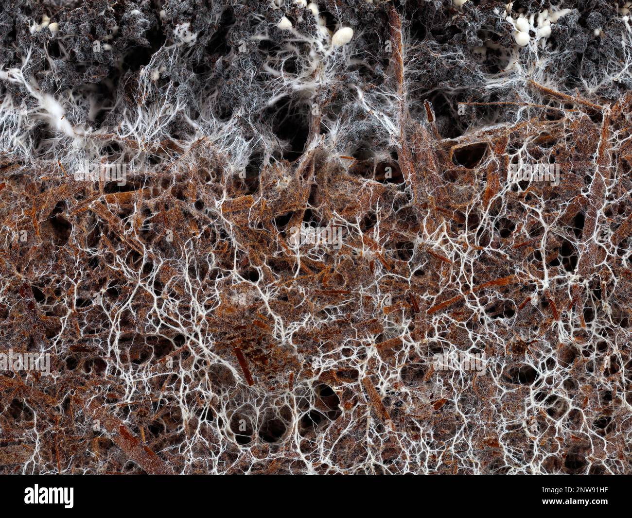 Fungal mycelium symbiotic mycorrhizae hi-res stock photography and ...