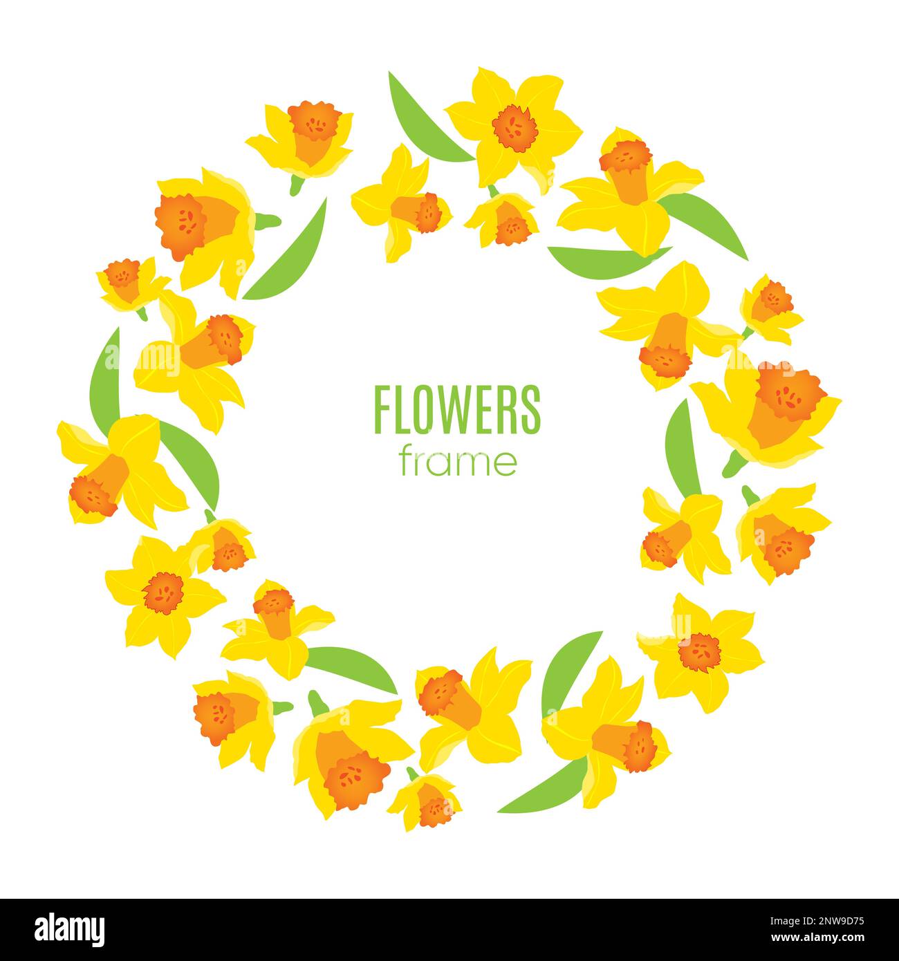 Daffodils in blossom Stock Vector Images - Alamy