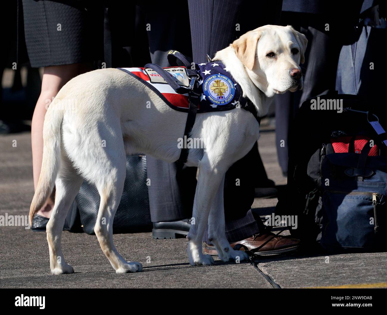 Sully, the yellow Labrador retriever who was former President George H ...