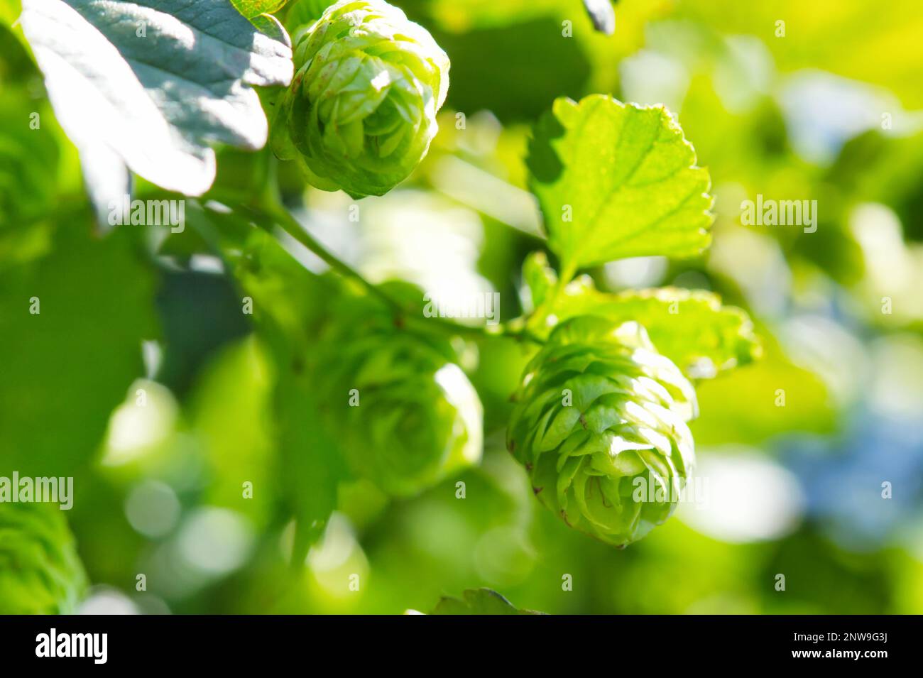 Green hop cones hi-res stock photography and images - Alamy