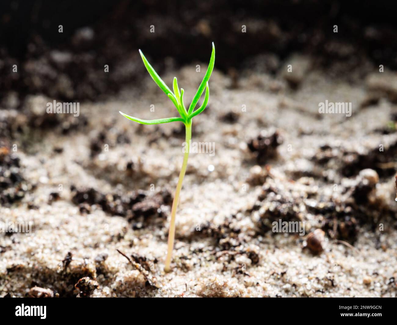 Larch seedling plant hi-res stock photography and images - Alamy