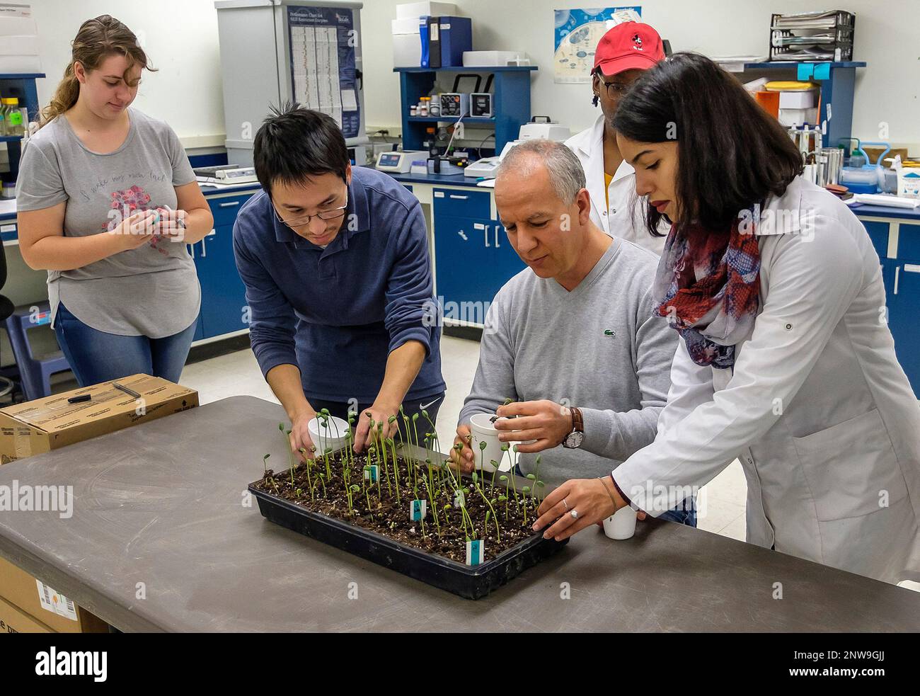 In this Nov. 5, 2018 photo, Dr. Khalid Meksem, seated, a professor in ...