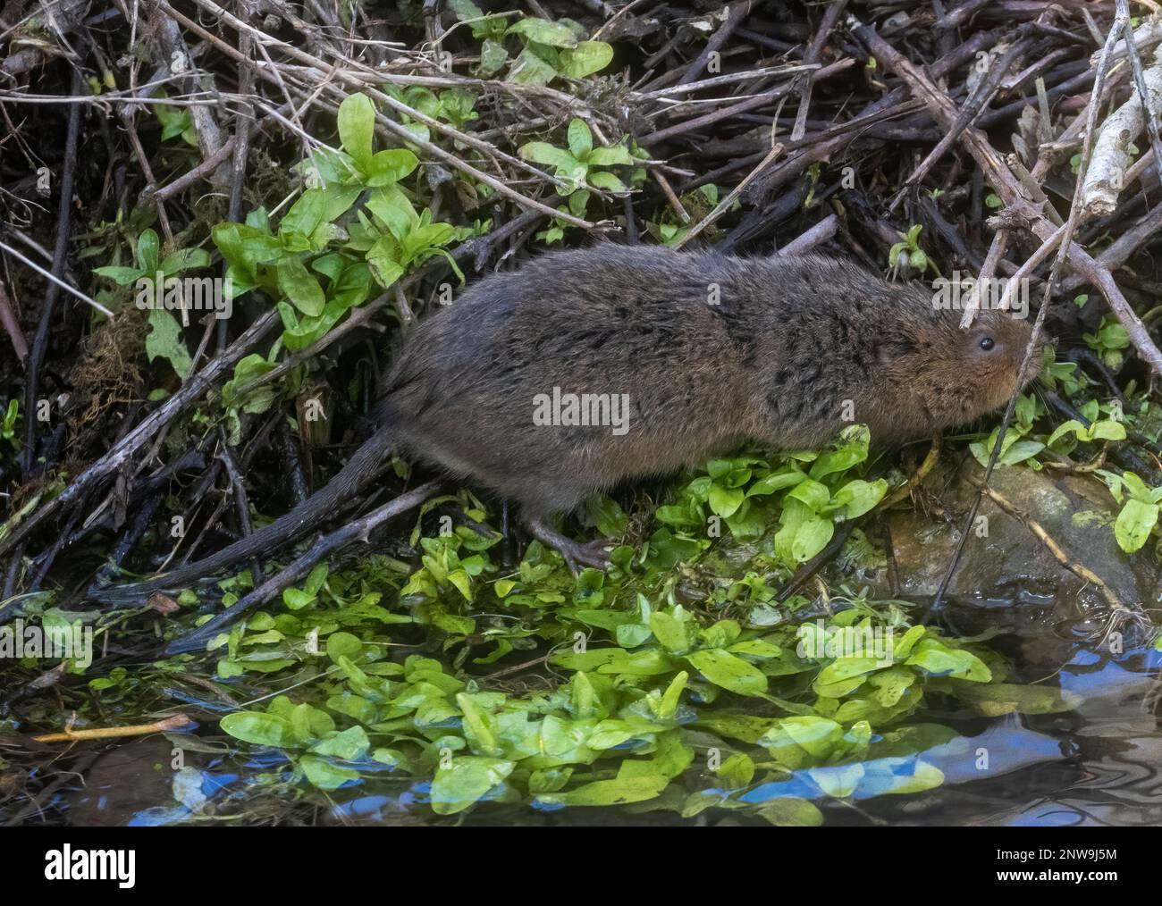 Water vole taken at fairford Stock Photo - Alamy