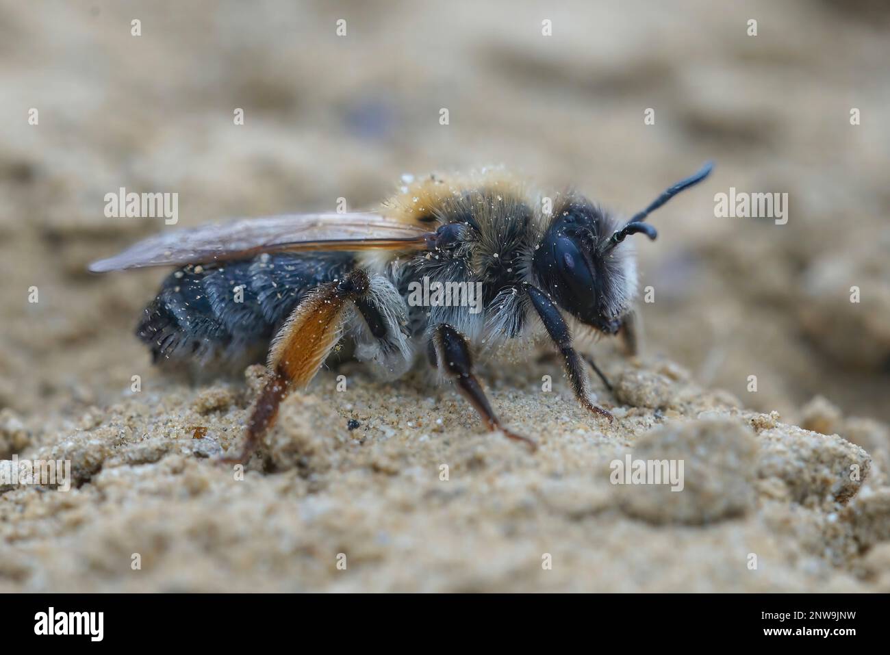 Natural closeup on a female grey-gastered mining bee,Andrena tibialis ...