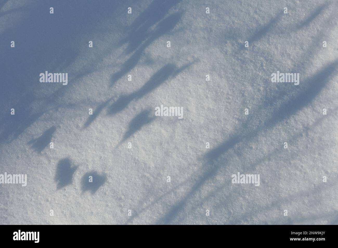 Shadows on the surface of snow in the winter forest Stock Photo - Alamy