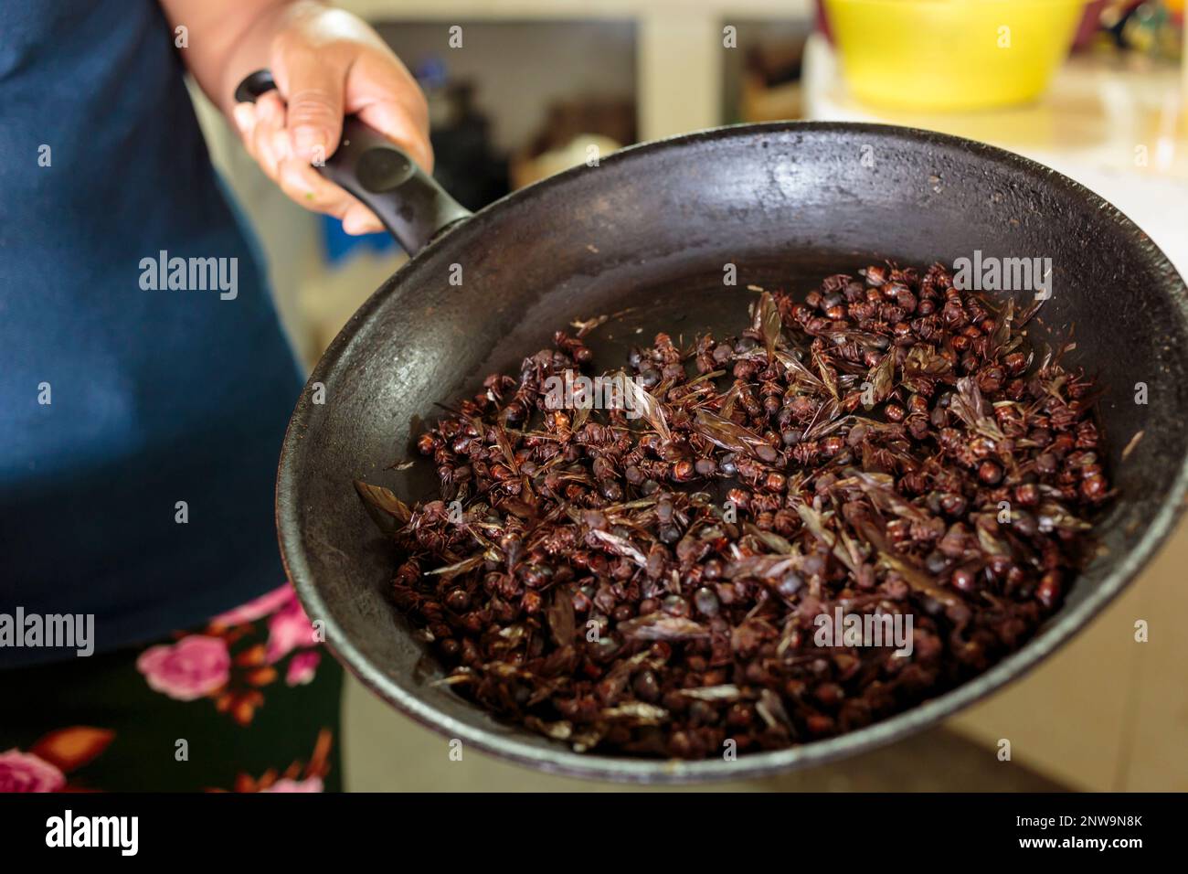 Eat mexican insects hi-res stock photography and images - Alamy