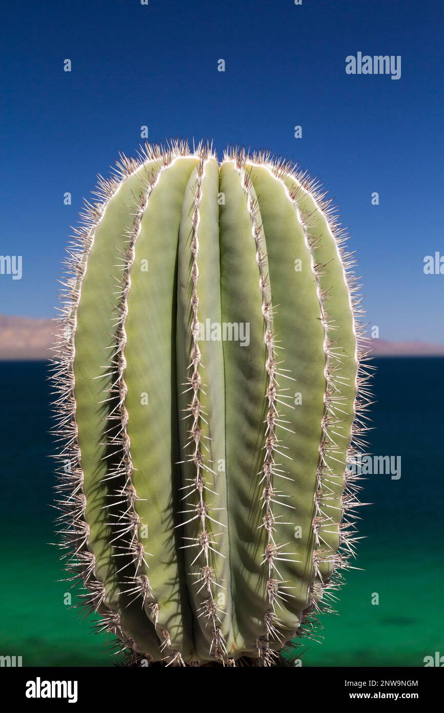 Cacti california hi-res stock photography and images - Alamy