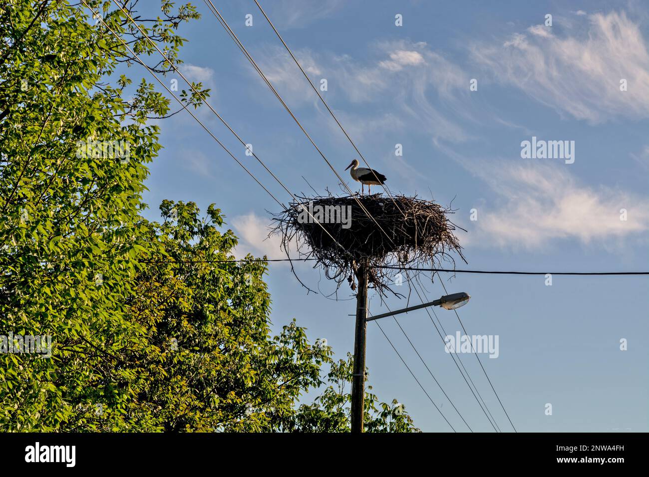 Stork above the pillars of the electric light and power conductors ...