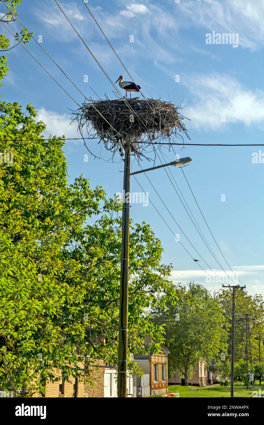 Stork above the pillars of the electric light and power conductors ...