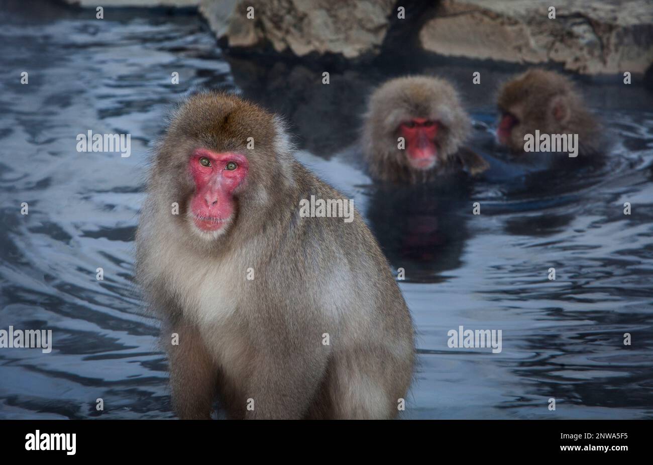 Monkeys in a natural onsen (hot spring), located in Jigokudani Monkey ...