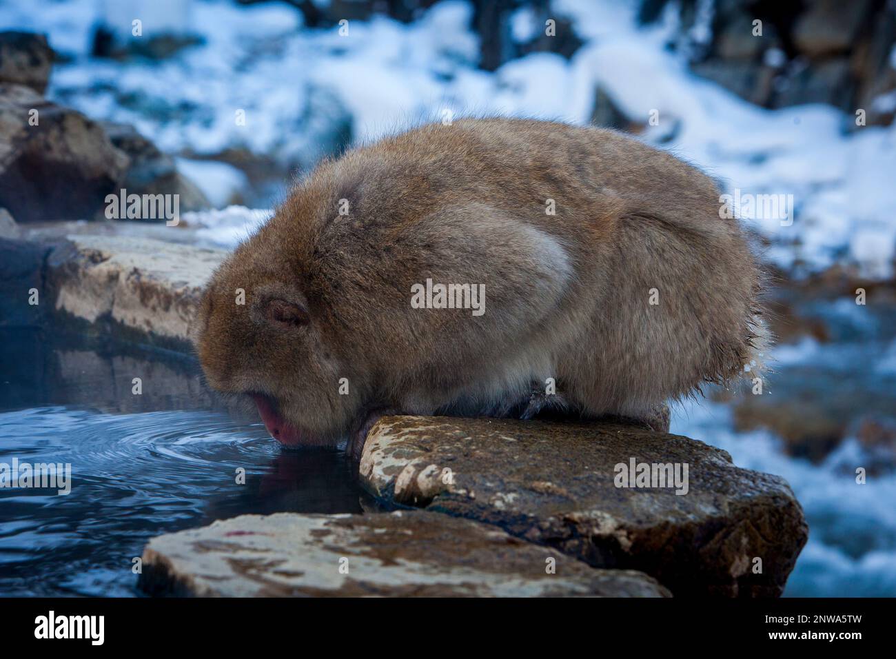 Monkey in a natural onsen (hot spring), located in Jigokudani Monkey ...