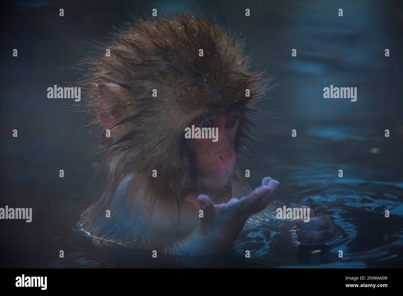 Monkey in a natural onsen (hot spring), located in Jigokudani Monkey ...