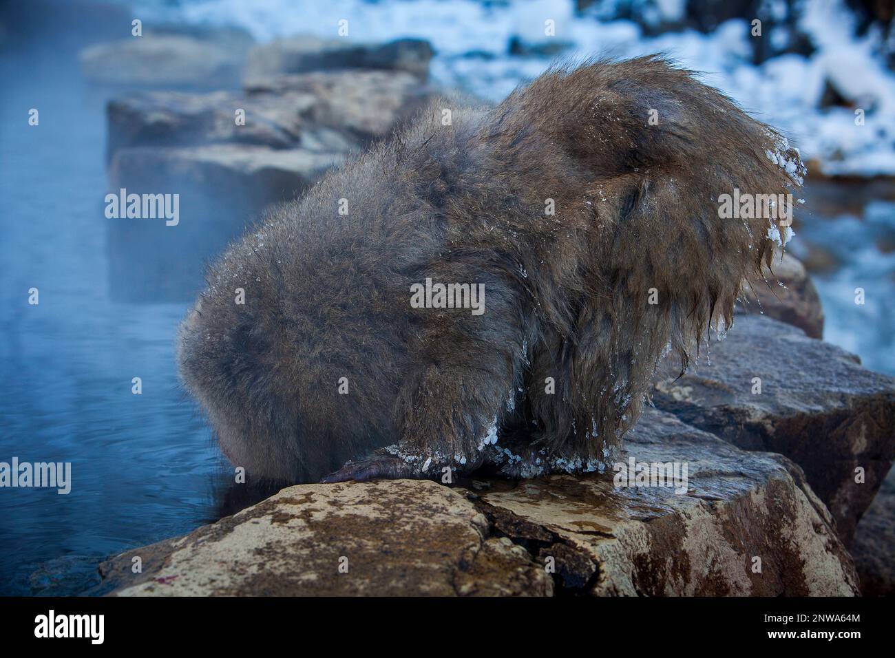Monkey in a natural onsen (hot spring), located in Jigokudani Monkey ...