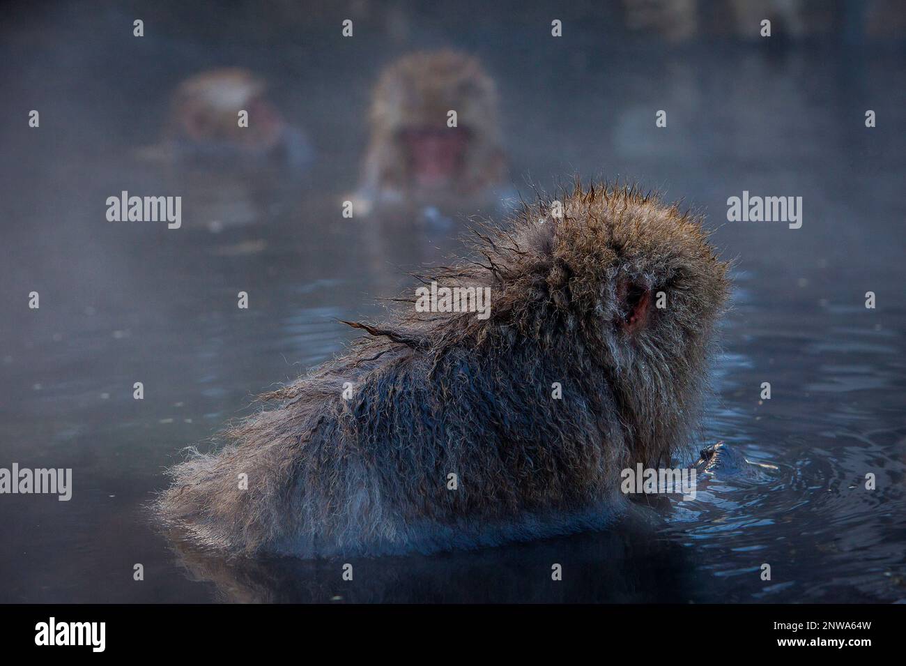Monkeys in a natural onsen (hot spring), located in Jigokudani Monkey ...