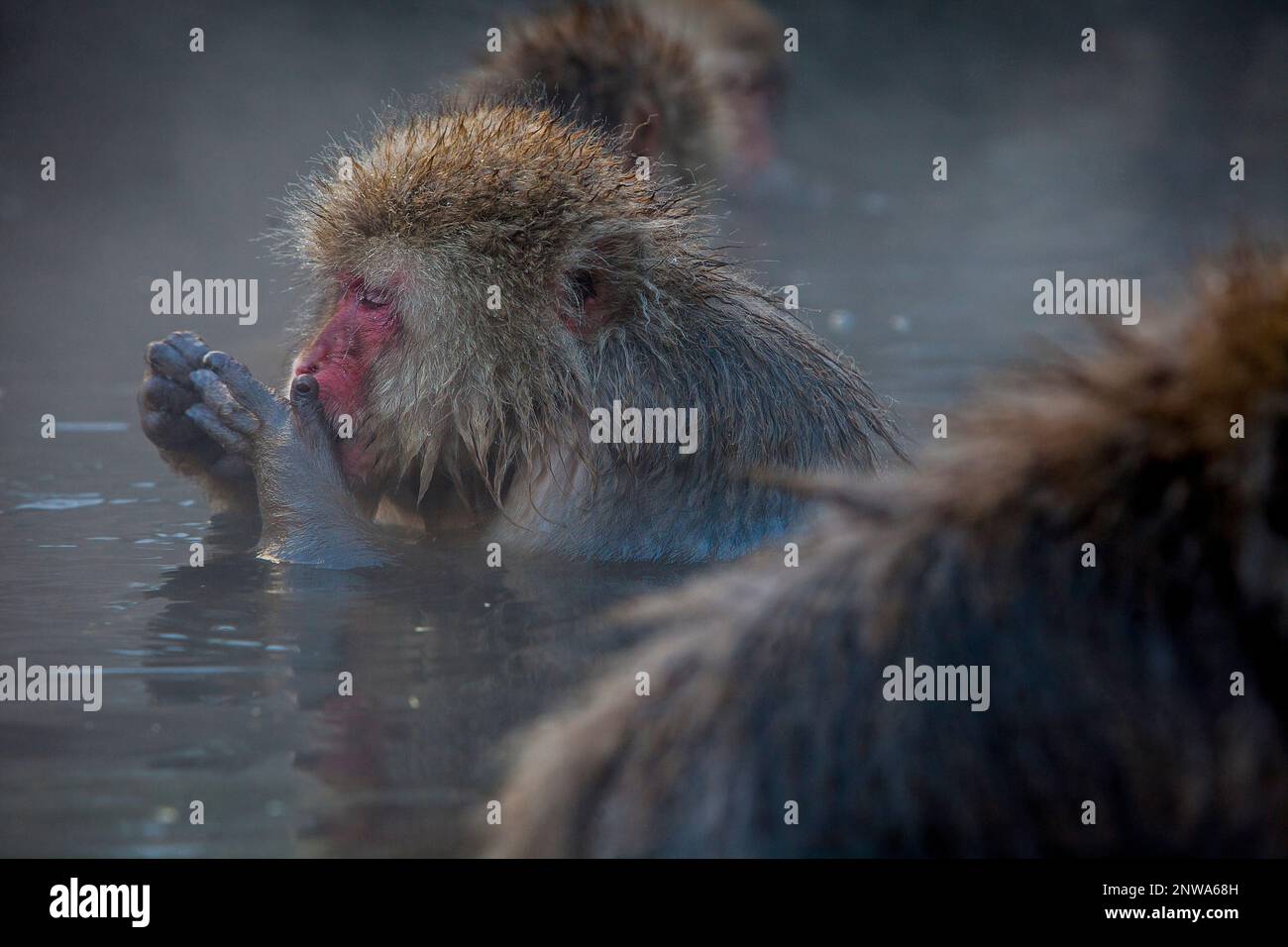 Monkeys in a natural onsen (hot spring), located in Jigokudani Monkey ...