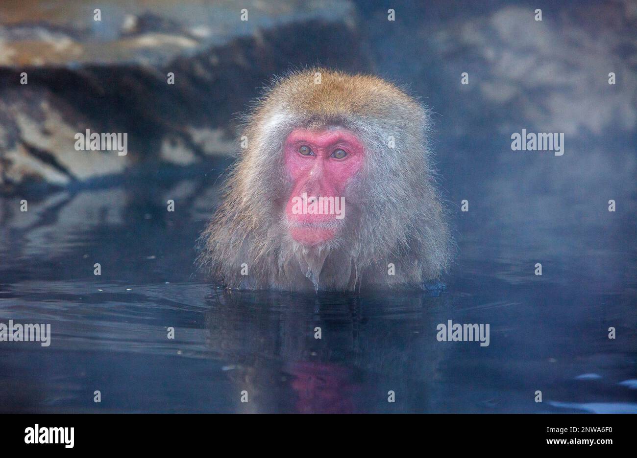 Monkey in a natural onsen (hot spring), located in Jigokudani Monkey ...