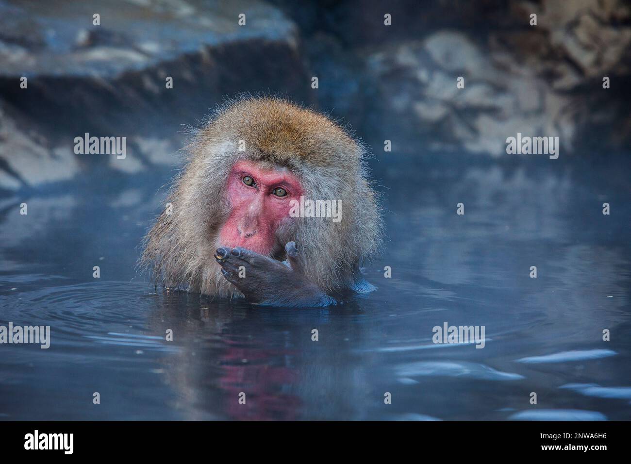 Monkey in a natural onsen (hot spring), located in Jigokudani Monkey ...