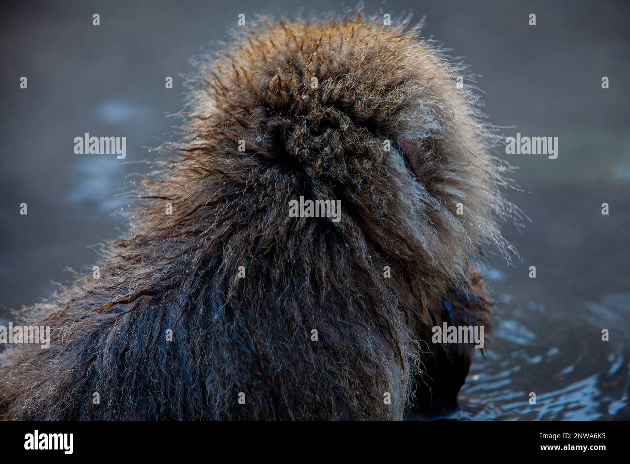 Monkey in a natural onsen (hot spring), located in Jigokudani Monkey ...